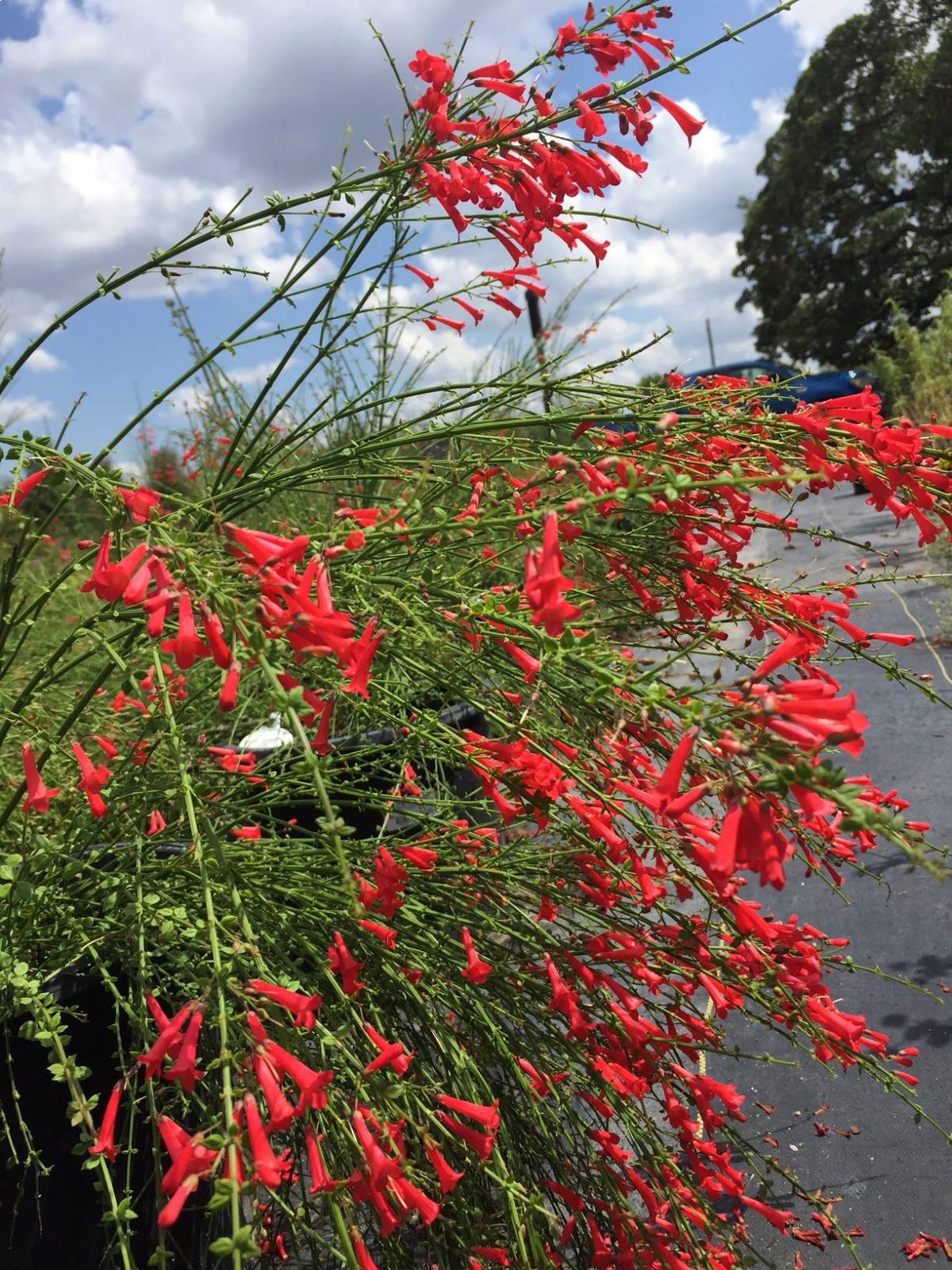 Firecracker Fern - Sullivan’s Landscaping and Lawn Service