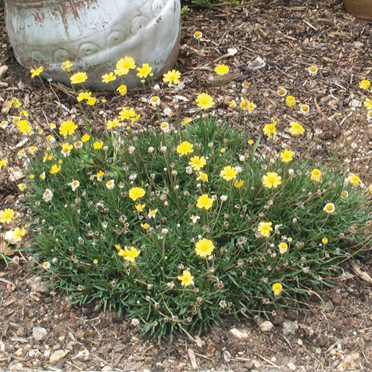 Four-Nerve Daisy - Sullivan’s Landscaping and Lawn Service