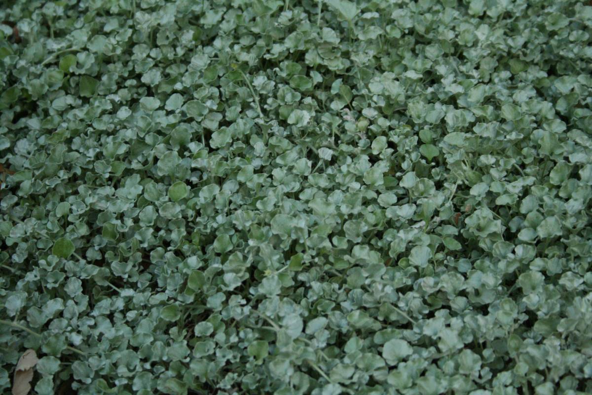 Silver Pony Foot - Sullivan’s Landscaping and Lawn Service