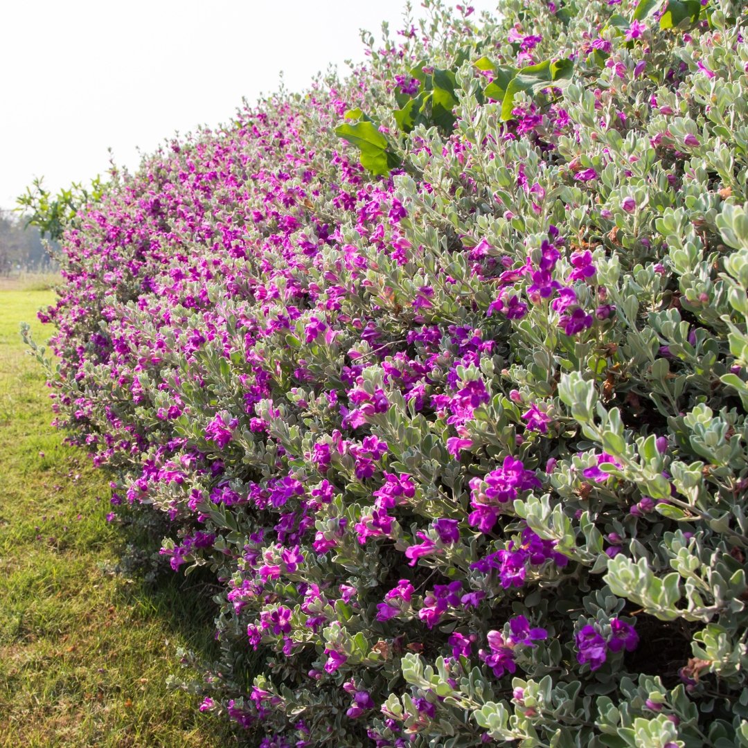 Texas Sage - (Leucophyllum frutescens) - Austin, Texas